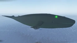 Blue Whale | Fisch Wiki | Fandom