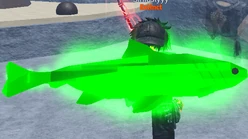 Cobia | Fisch Wiki | Fandom