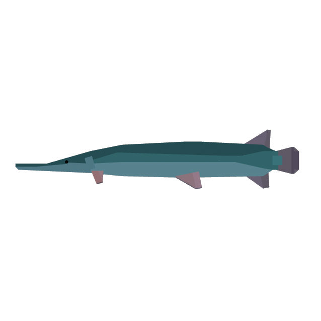 Alligator Gar | Fisch Wiki | Fandom