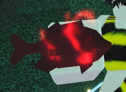 Pumpkinseed | Fisch Wiki | Fandom