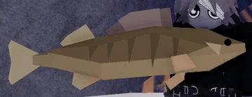 Walleye | Fisch Wiki | Fandom
