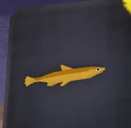 Anchovy | Fisch Wiki | Fandom