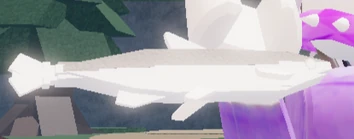 Anchovy | Fisch Wiki | Fandom