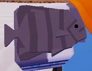 Angelfish | Fisch Wiki | Fandom