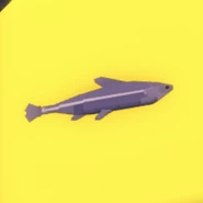 Minnow | Fisch Wiki | Fandom