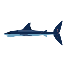 Shortfin Mako Shark | Fisch Wiki | Fandom