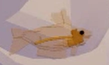 Glassfish | Fisch Wiki | Fandom