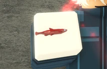 Ice Anchovy | Fisch Wiki | Fandom