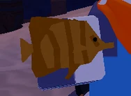 Butterflyfish | Fisch Wiki | Fandom
