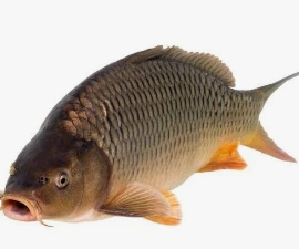 Carp | Fish For Life Wiki | Fandom