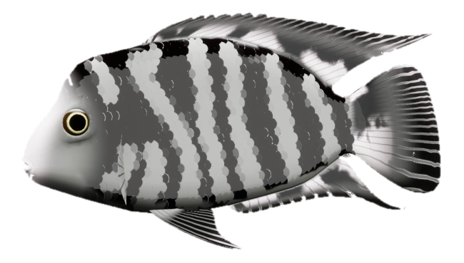 Convict Cichlid | Fish Game Wiki | Fandom
