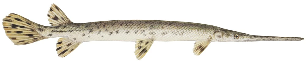 Basslet | Fishapedia | Fandom