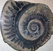 Helicoprion | Fishapedia | Fandom