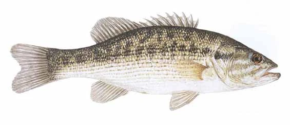 Spotted Bass | Fishapedia | Fandom
