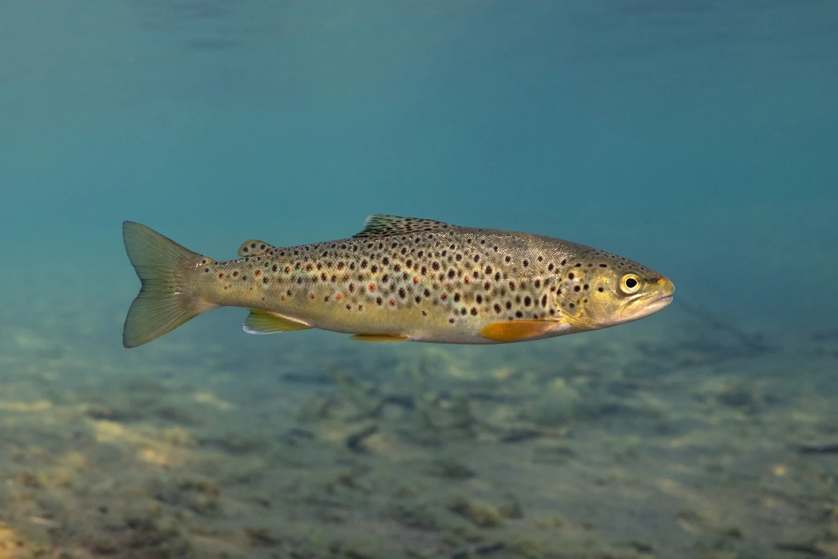 Brown Trout | Fishapedia | Fandom