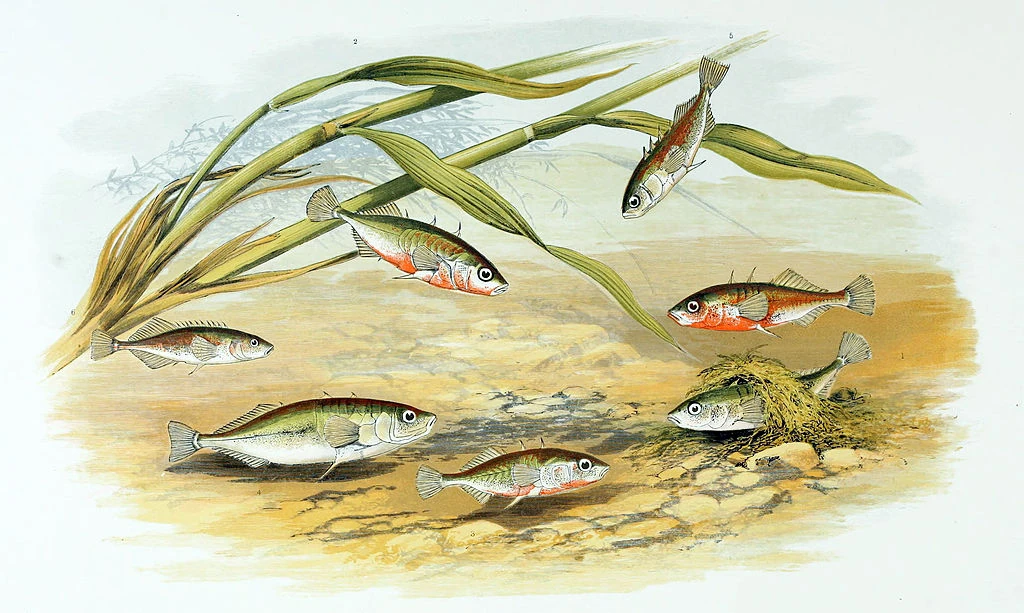 Three-Spined Stickleback | Fishapedia | Fandom