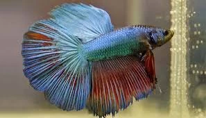 Bettas | Fishapedia | Fandom
