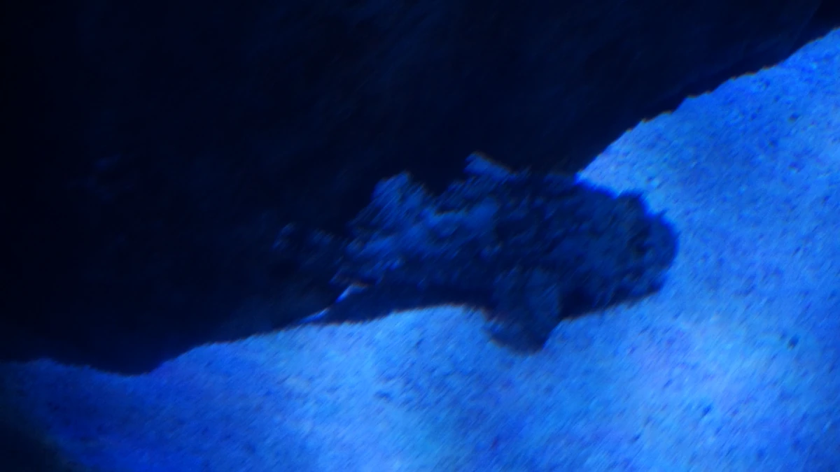 Scorpionfish | Fishapedia | Fandom