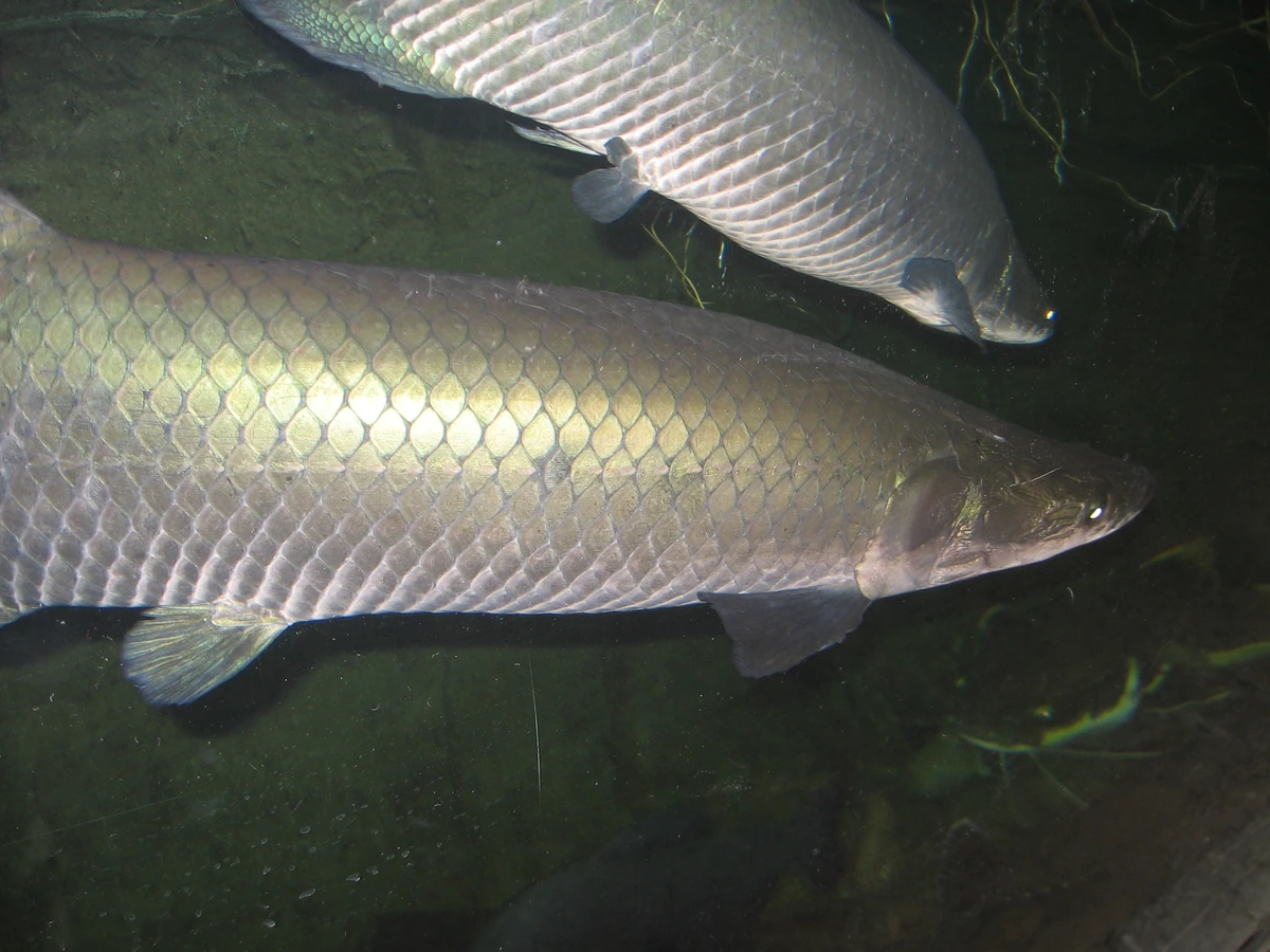 Arapaima | Fishapedia | Fandom