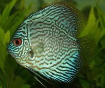 Discus Fish | Fishapedia | Fandom