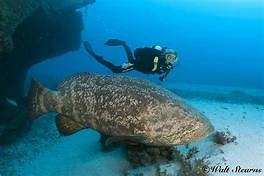Goliath grouper bass | Fishapedia | Fandom
