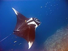 Manta ray | Fishapedia | Fandom
