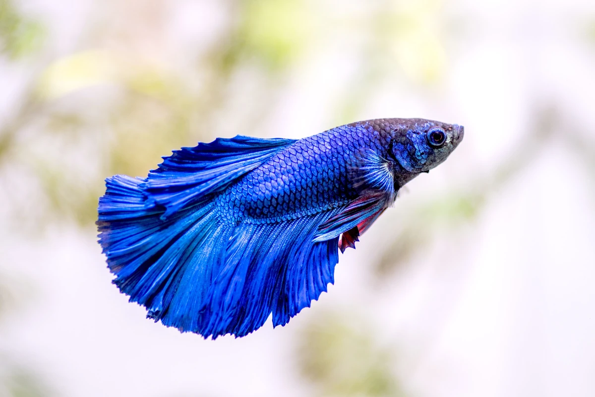 Siamese Fighting Fish | Fishapedia | Fandom