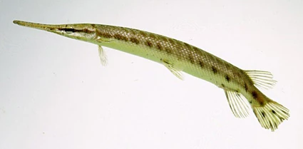 Gar | Fishapedia | Fandom