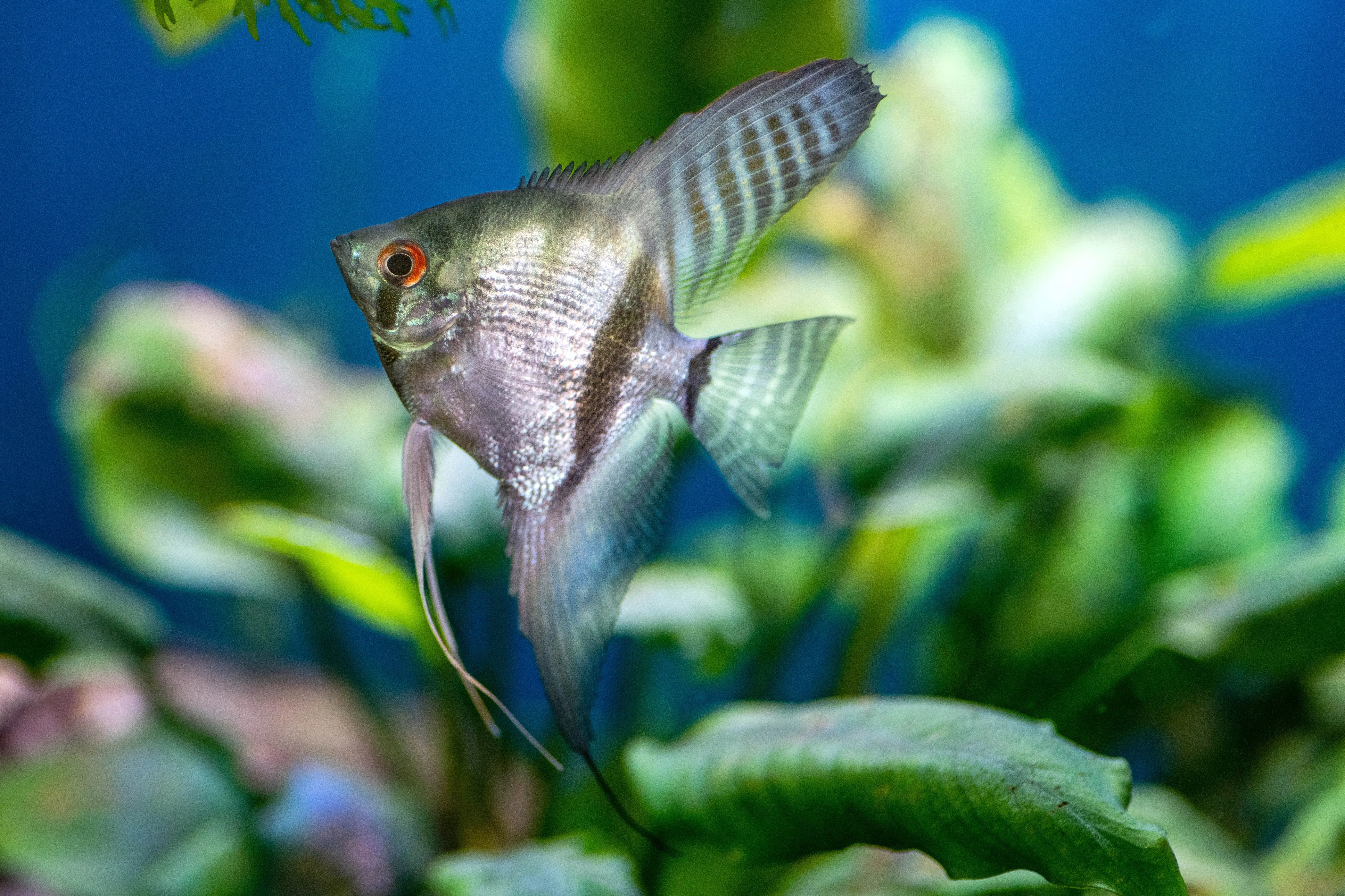Angel Fish | Fishapedia | Fandom