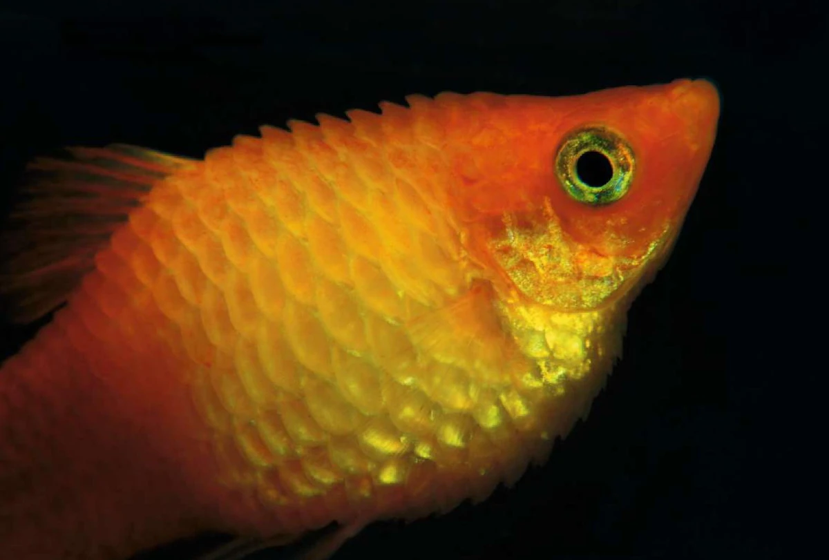 Fish Dropsy | Fishapedia | Fandom