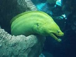 Green Moray Eel | Fishapedia | Fandom