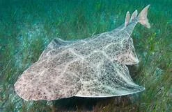 Angel Shark | Fishapedia | Fandom