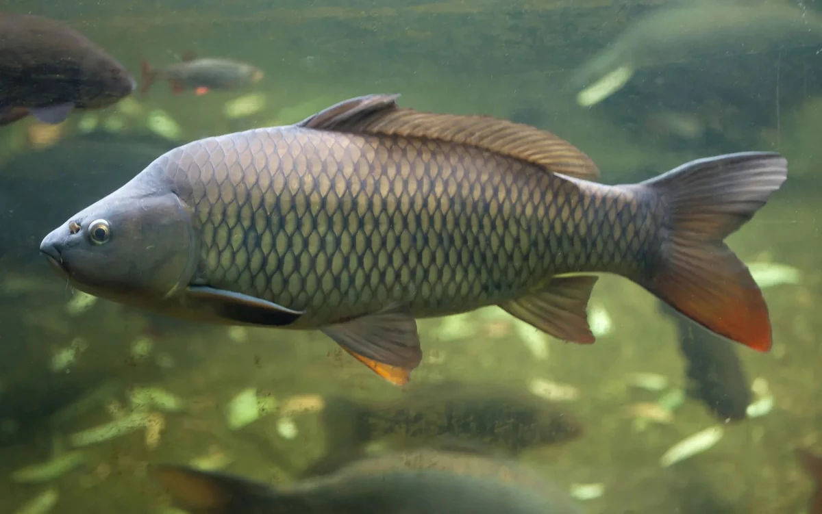 Common Carp | Fishapedia | Fandom