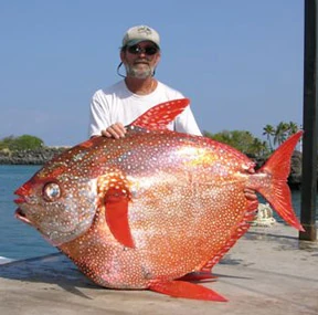 Opah | Fishapedia | Fandom