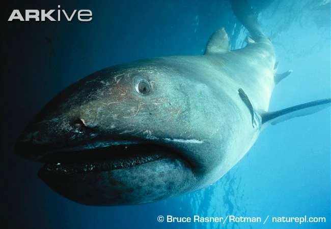 Megamouth shark | Marine wild life Wiki | Fandom