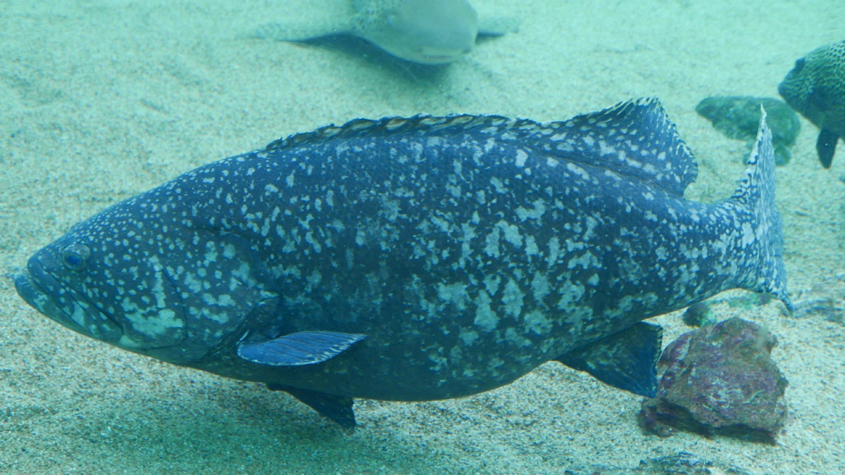 Groupers | Marine wild life Wiki | Fandom