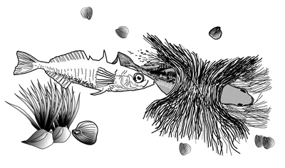 Tinbergen's Observations of Sticklebacks | Fishapedia Wiki | Fandom