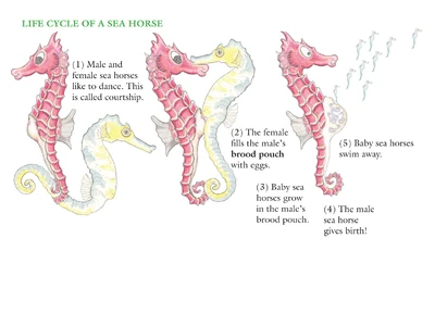 The Amazing Sea Horse Life Cycle | Fishapedia Wiki | Fandom
