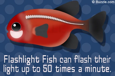 Mind-blowing and Interesting Facts About the Flashlight Fish ...