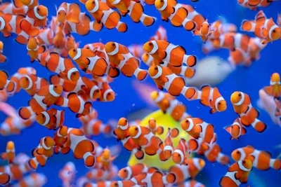 Clown-Fish Facts | Fishapedia Wiki | Fandom