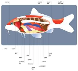 The Parts of Koi Fish Body | Fishapedia Wiki | Fandom
