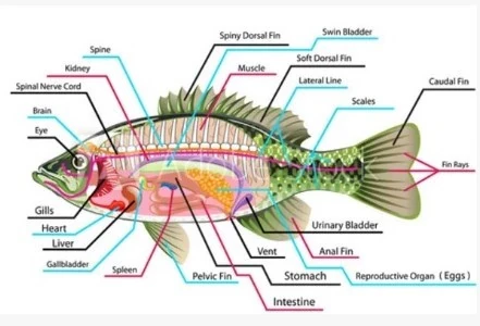 Fishapedia Wiki | Fandom