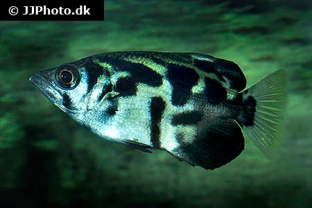 Archerfish | Fishapedia Wiki | Fandom