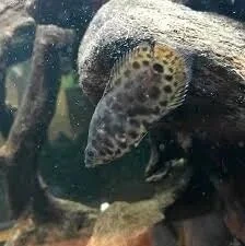 Fishapedia Wiki | Fandom