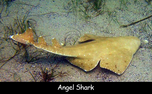 Angel Shark | Fishapedia Wiki | Fandom