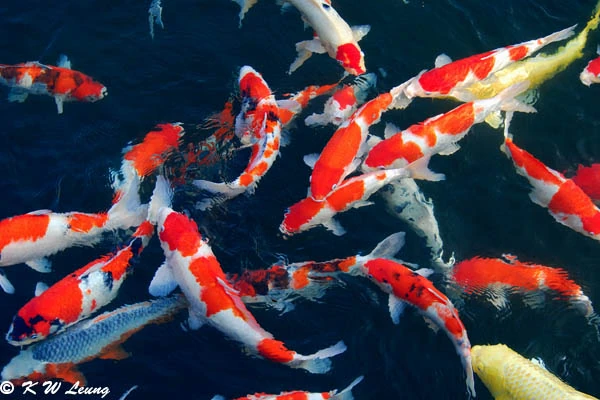 History of Kois | Fishapedia Wiki | Fandom