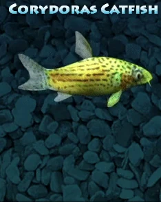 Corydoras Catfish | FishCo Wiki | Fandom