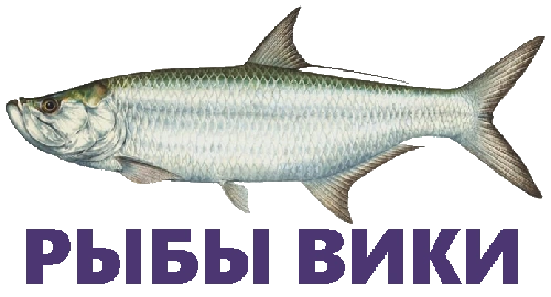 Категория:Otocephala | Рыбы Вики | Fandom