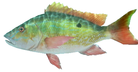 Mutton Snapper | Fishing Clash Wiki | Fandom