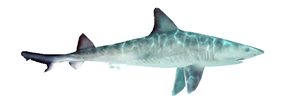 Dusky Smooth Hound | Fishing Clash Wiki | Fandom